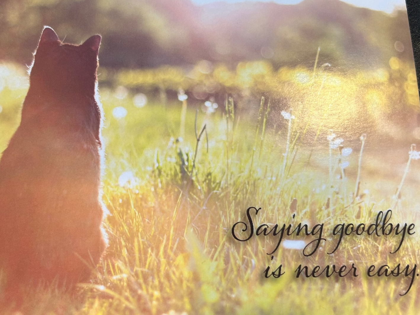 Saying Goodbye to a (Furry) Friend – Language of Friendship